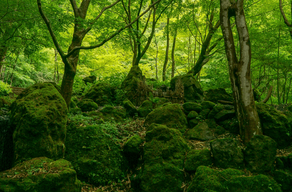 苔テラリウムの作り方｜初心者でもできる材料・手順・管理のコツ | sabi-green